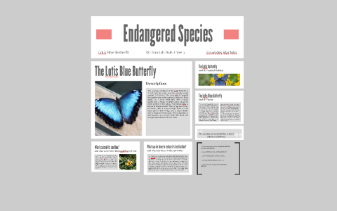 The Lotis Blue Butterfly by Hannah Dale on Prezi