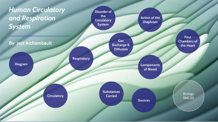 Human Circulatory and Respiration System by Jack Archambault on Prezi