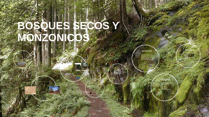 BOSQUES SECOS Y MONZONICOS by Juan Oviedo on Prezi