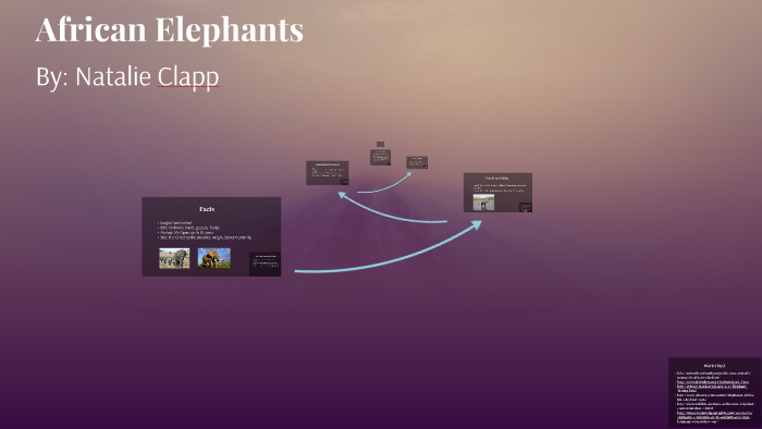 African Elephants by Natalie Clapp on Prezi Next