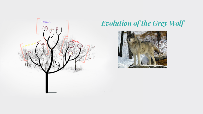 Evolution of the Wolf by Obi-juan Janobi