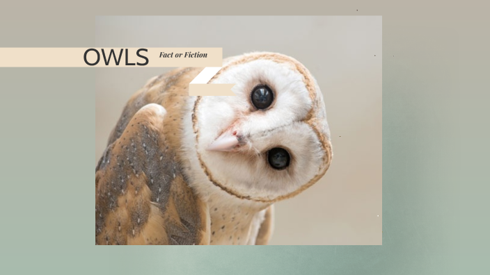 Owls Pellet Dissection by Nicole Garris on Prezi