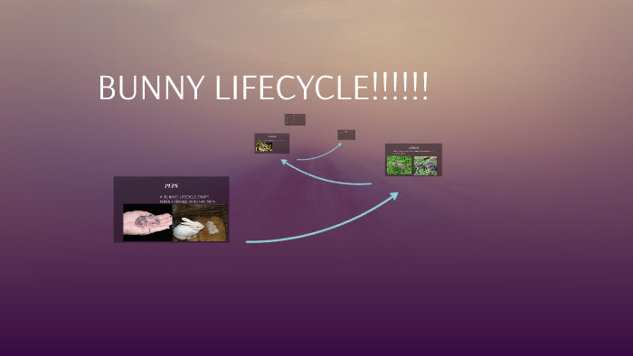 BUNNY LIFECYCLE!!!!!! by Rob Frost on Prezi