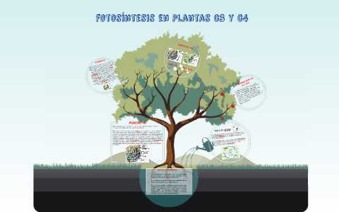 Fotosíntesis en plantas C3 y C4 by Gustavo Lopez on Prezi