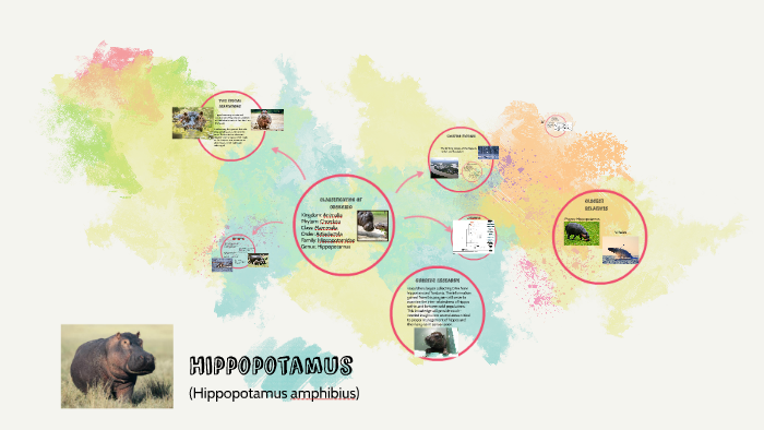 Hippopotamus by Emilee Goddard on Prezi
