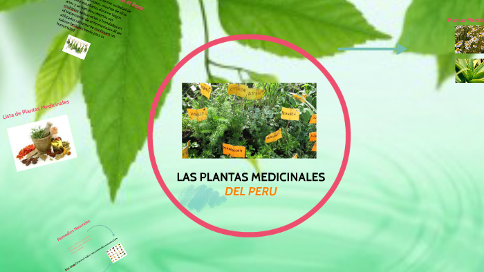 LAS PLANTAS MEDICINALES DEL PERU by Kassandra Obando Palacios on Prezi