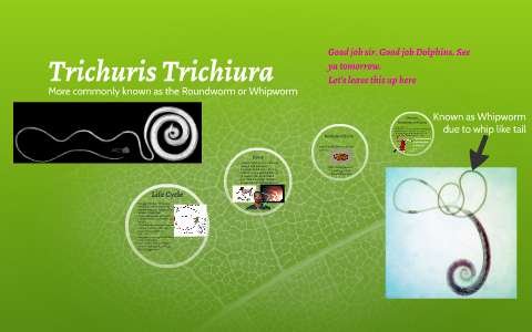 Trichuris trichiura by Loren Newton on Prezi