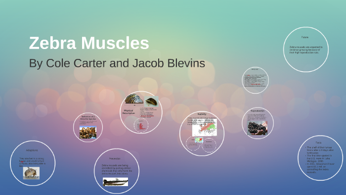 Zebra Muscles by Cole Carter