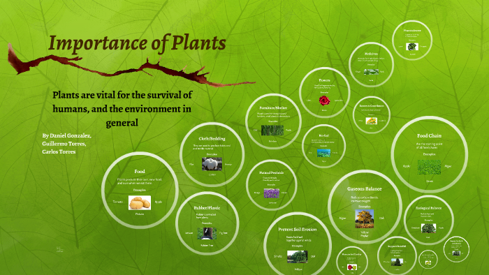 Importance of Plants by Daniel Gonzalez on Prezi