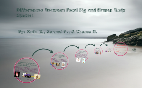 Similarities and Differences Between the Fetal Pig and Human Body ...
