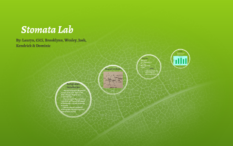 Stomata Lab by on Prezi