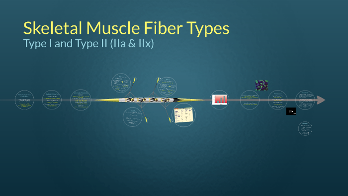 Skeletal Muscle Fiber Types by Shelby Cosman on Prezi