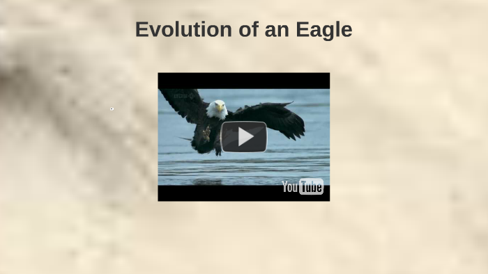 Evolution of an Eagle by Yasmin Hernandez on Prezi Next
