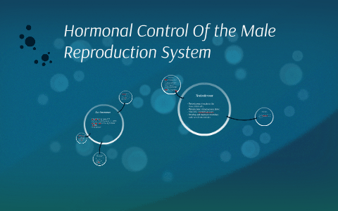 Hormonal Control Of the Male Reproduction System by Bryan Trinh on Prezi