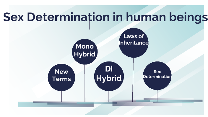 Sex determination in human beings by rebecca samuel on Prezi