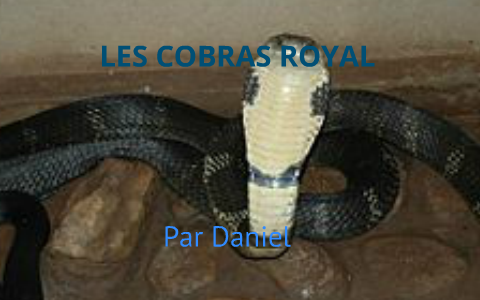Ecosysteme du cobra by Daniel Lukonga on Prezi