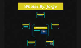 Whales life cycle by Jorge Hernandez on Prezi