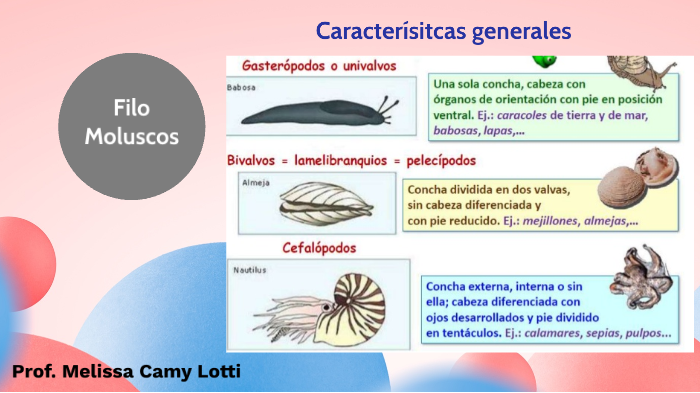 Filo Moluscos by Melissa Camy Lotti on Prezi