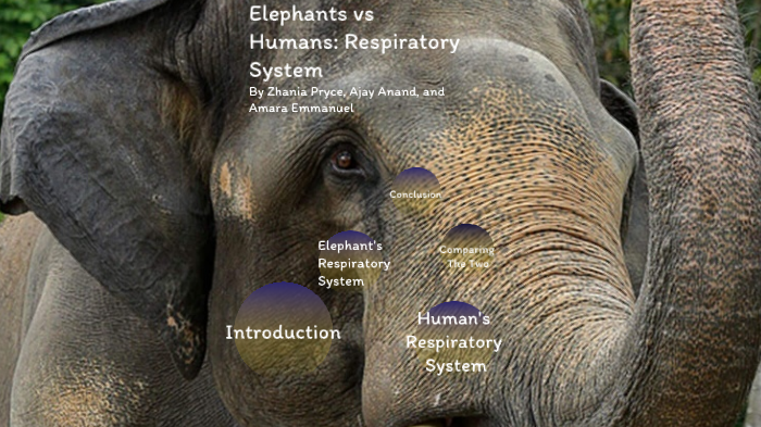 Elephant vs Human : Respiratory System by Amarachukwu Emmanuel on Prezi