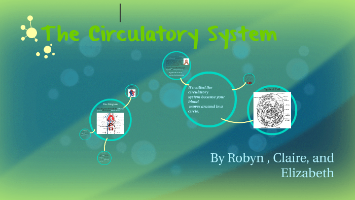 The Circulatory System by Circlulatory system on Prezi