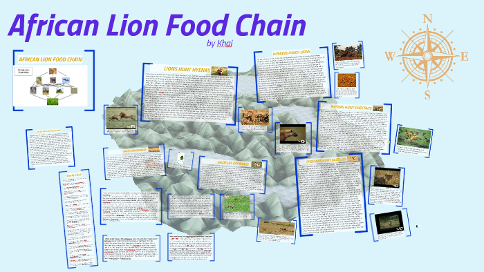 African Lion Food Chain by Khai Truong on Prezi