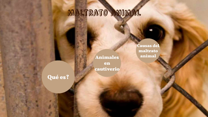 Maltrato animal by Angela Constantino on Prezi