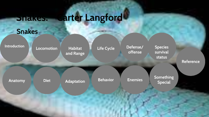 Carter Snakes by Carter Langford on Prezi
