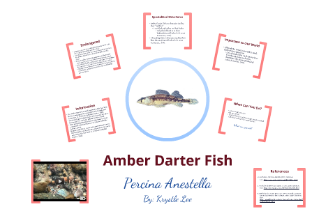 Amber Darter Fish by Krystle Lee on Prezi