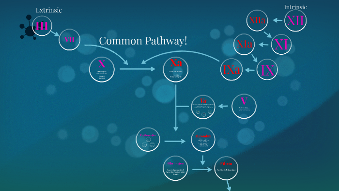 Coagulation Cascade (The common pathway) by Crystal Douglas on Prezi
