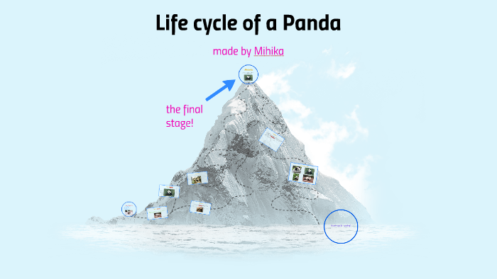 Life cycle of a Panda by Sonya Ferro on Prezi