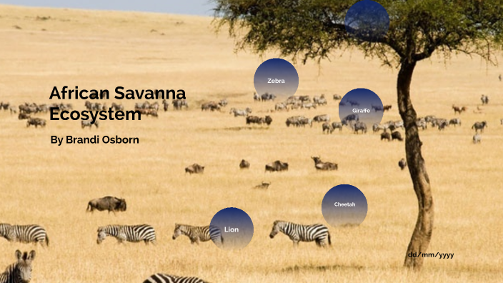 Ecosystems: African Savanna by Brandi Osborn on Prezi