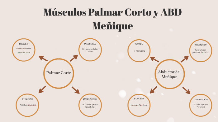 Músculos Palmar Corto y ABD Meñique by Ana Slon on Prezi