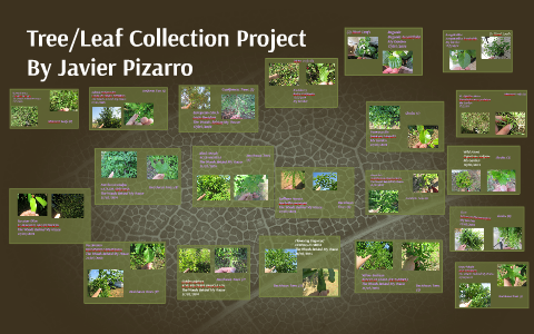 Tree/Leaf Collection Project by Javier Pizarro on Prezi