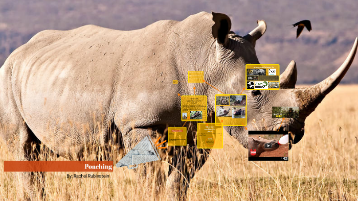 Poaching - Social Issue by Rachel Rubinstein on Prezi