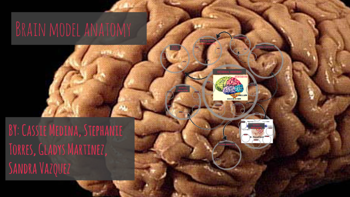 Brain model: External anatomy by Sandra Vazquez on Prezi
