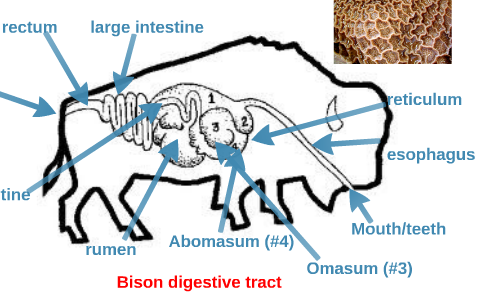 buffalo digestive tract by Garrett Rausch on Prezi