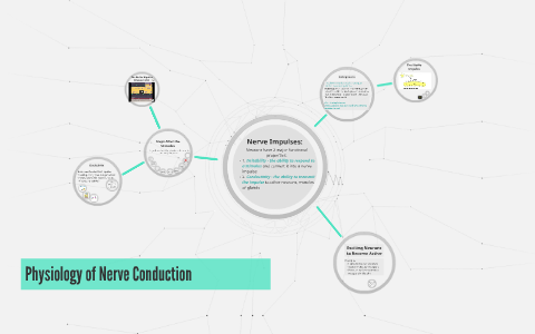 Physiology of Nerve Conduction by J. Francis on Prezi