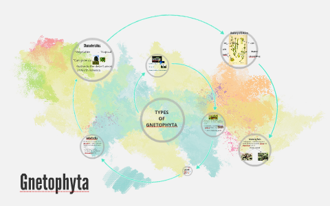 Gnetophyta by tyler maly on Prezi