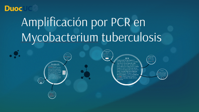 Amplificación por PCR en Mycobacterium tuberculosis by Paulina Pérez on ...