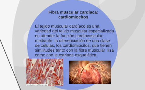 Fibra muscular cardíaca: cardiomiocitos by Ruth Gimenez on Prezi