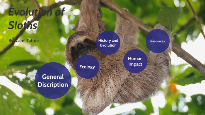 Evolution of Sloths by cami tatroe on Prezi