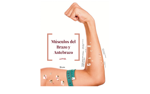 Músculos del by Clara Marcela Ovalle Cuervo on Prezi