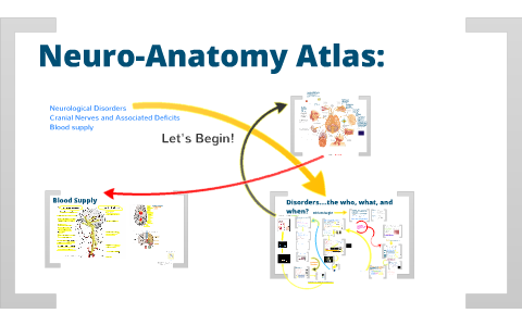 Neuro-Anatomy Study Guide Atlas by Timothy Madison on Prezi