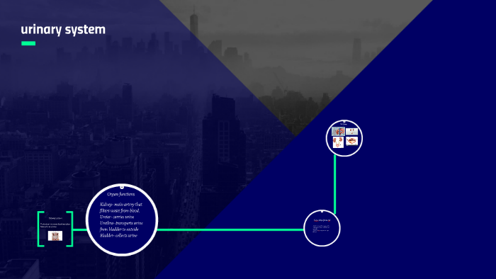 Urinary system by Hunter Fite