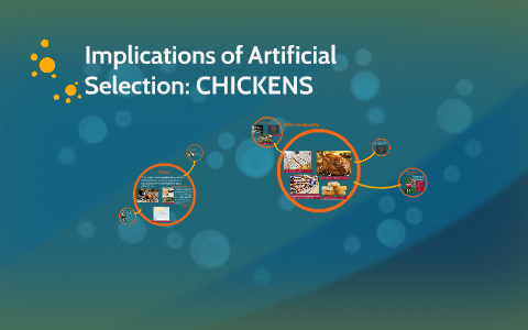Implications of Artificial Selection: CHICKENS by Sam LeClair on Prezi