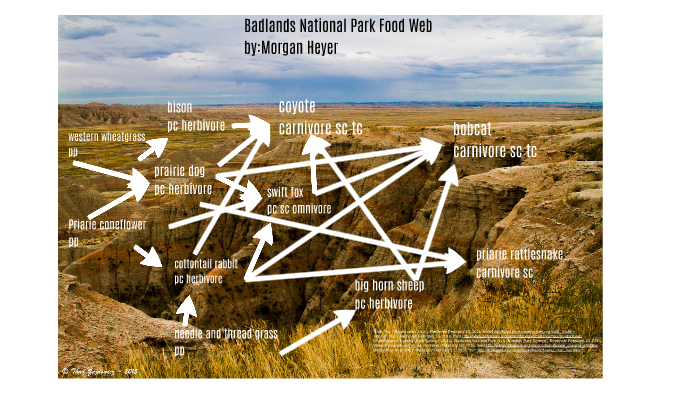 Badlands National Park Food Web by Morgan Heyer on Prezi