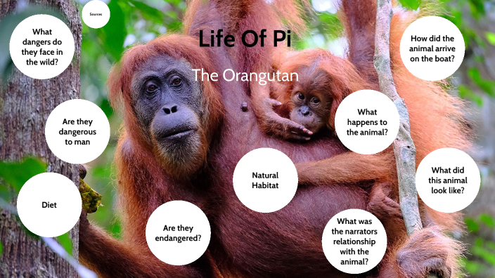 Life Of Pi- The Orangutan by Julia Eady on Prezi