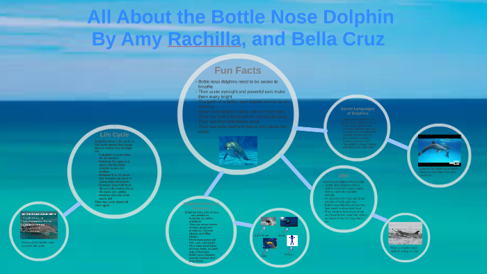 Life Cycle of a Dolphin by Bella Cruz on Prezi