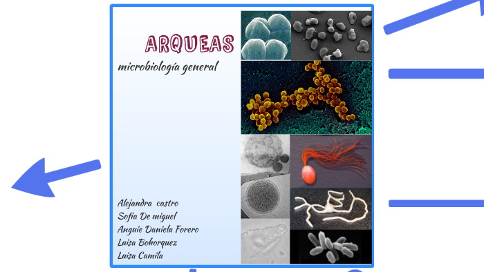 Tipos De Arqueas