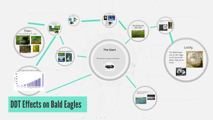 DDT Effects on Bald Eagles by Kalei Forsythe on Prezi